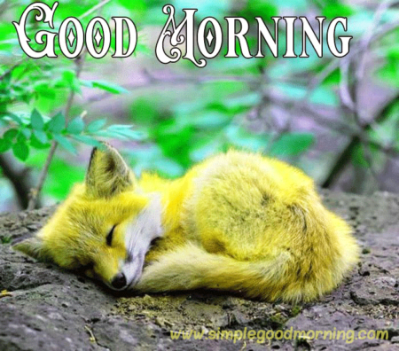 50+ Beautiful Good Morning Animal Images