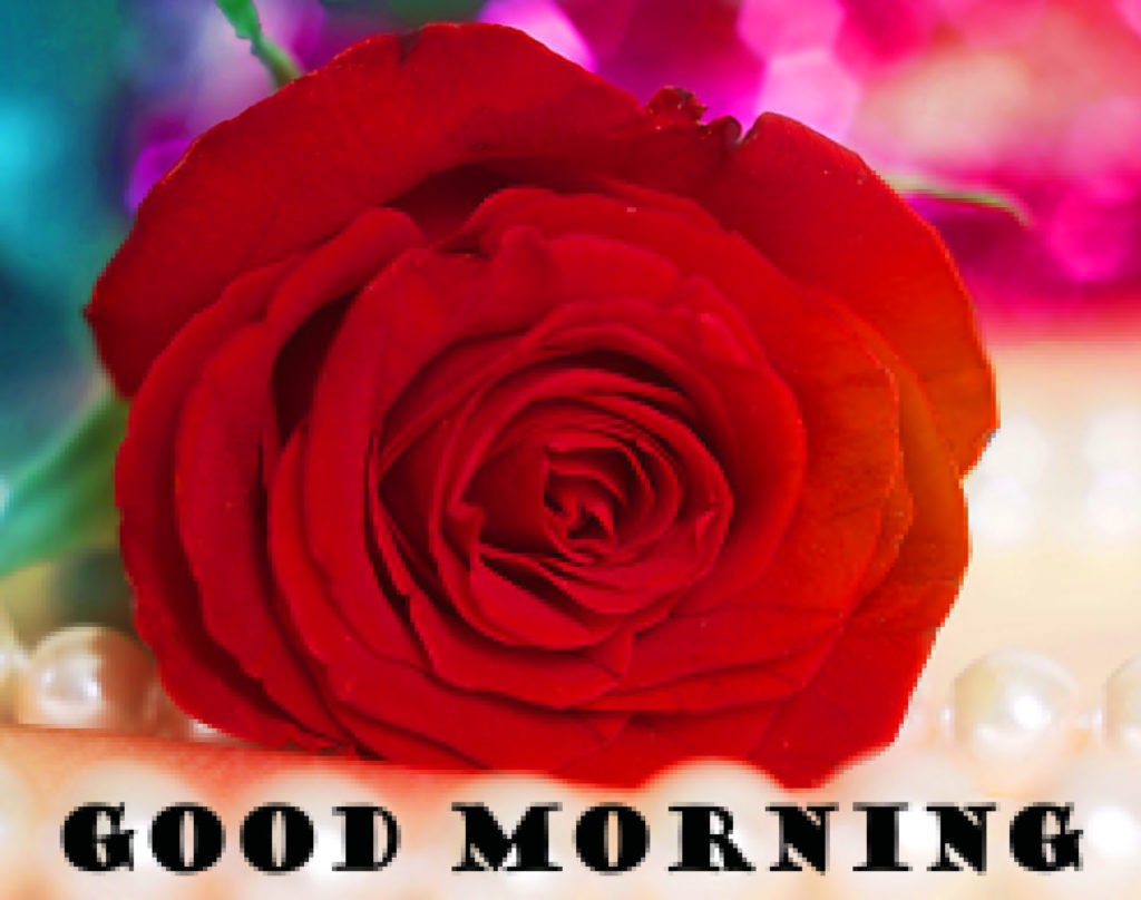 35+ Beautiful Good Morning Pictures with Rose