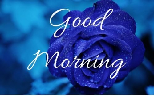 35+ Beautiful Good Morning Pictures with Rose