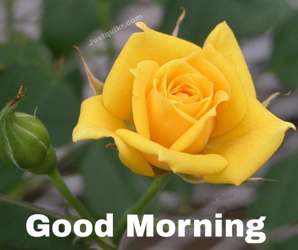 30+ Rose Yellow Wishes Good Morning Image