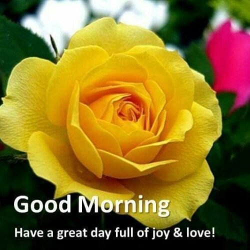 20+ Beautiful Good Morning Yellow Rose Images